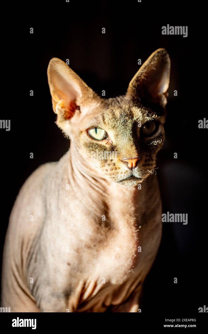 This striking image features a Don Sphynx cat, recognizable by its ...