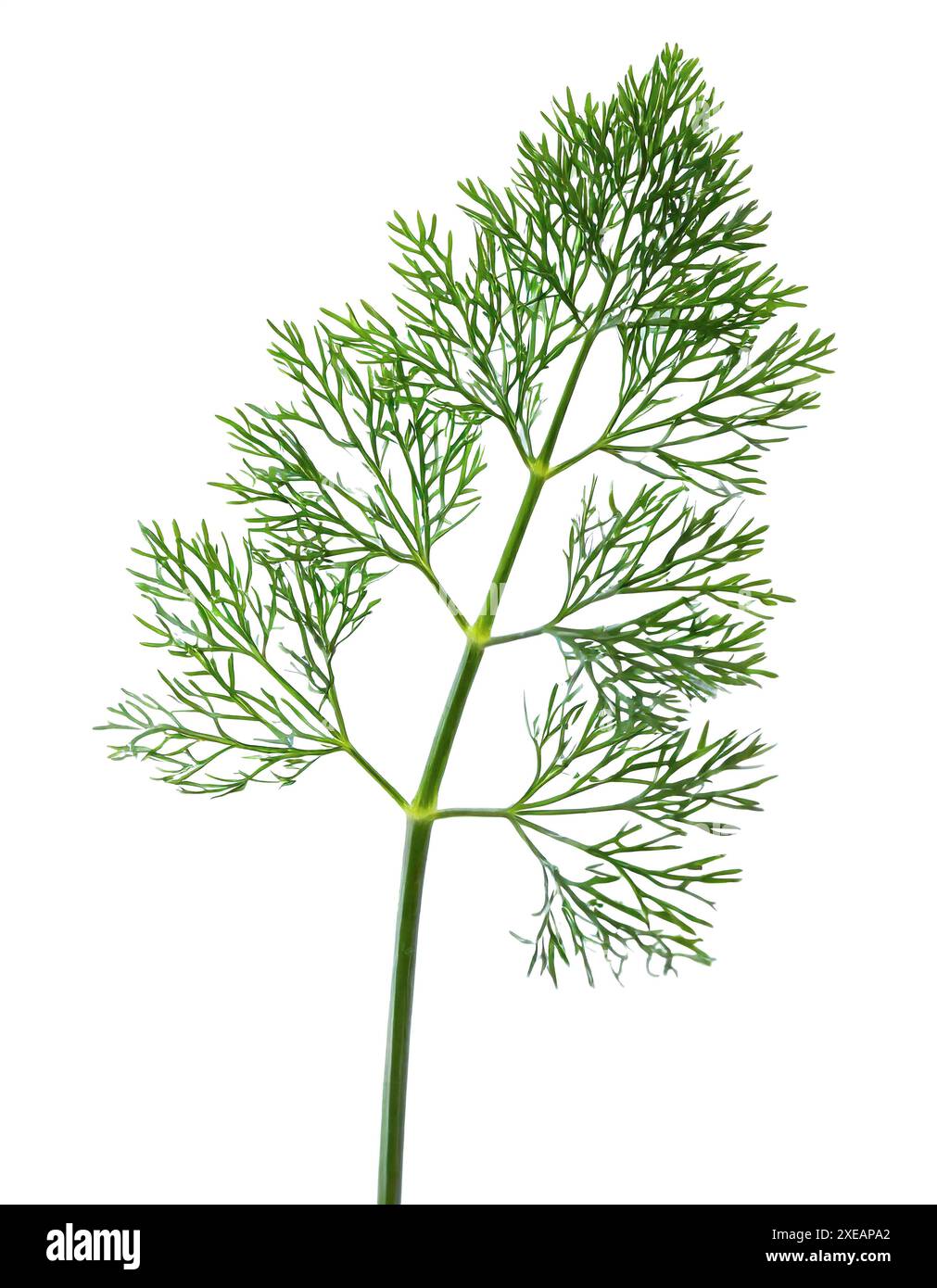 Green dill, fresh sprig of dill on a white background. Cutting contour ...