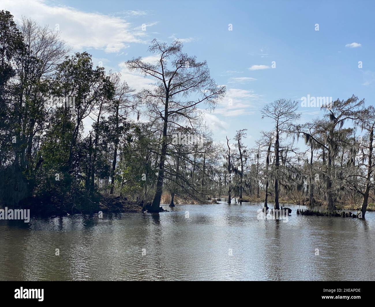 Photo of bayou, wetlands hardwood forest, swamp, and marsh habitats in ...