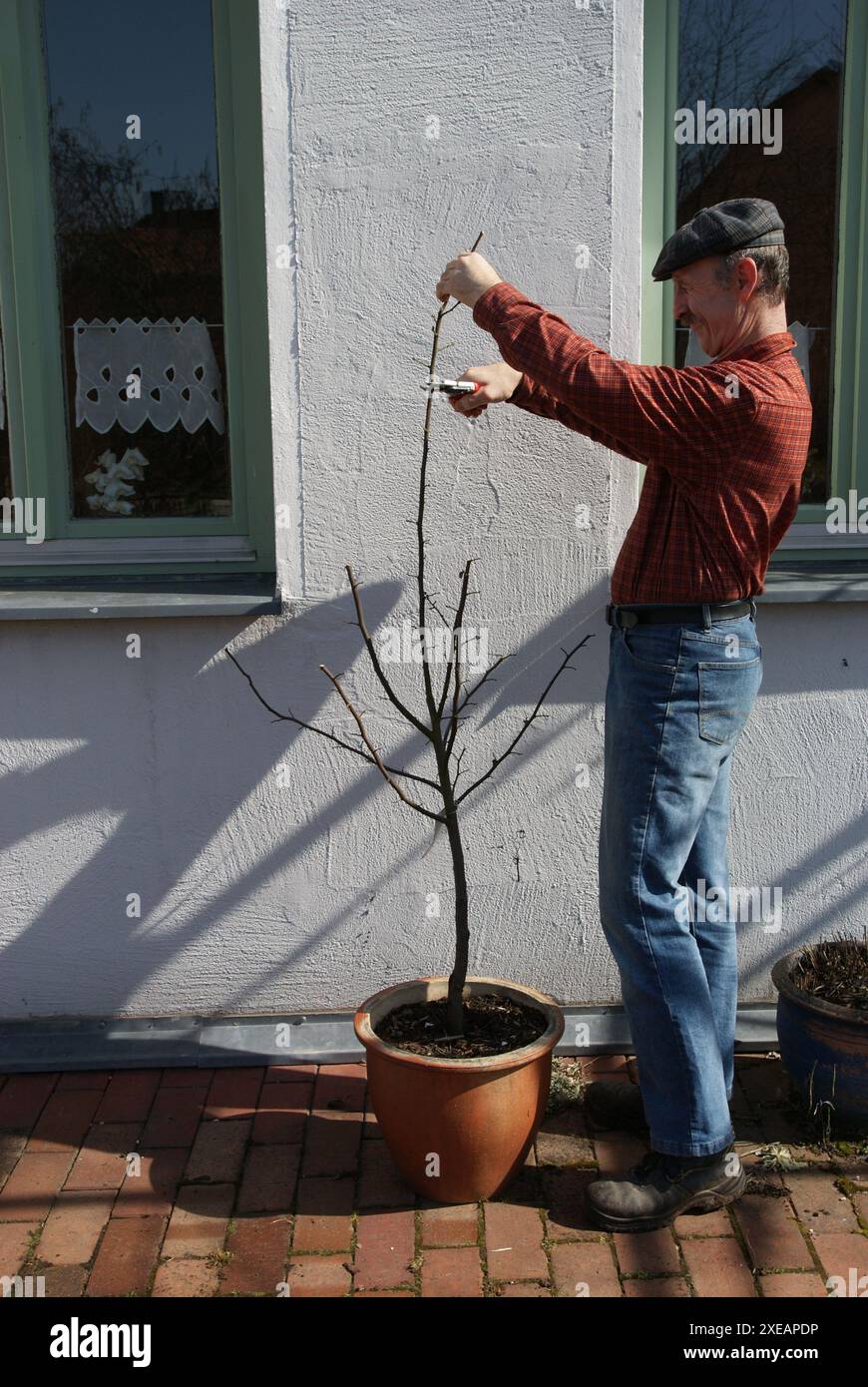 Malus domestica, Apfelbaum, appletree, Schnitt, pruning Stock Photo - Alamy