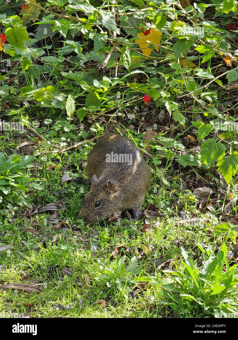 Brazilian guinea pig, Cavia aperea, is a Latin American rodent of the ...