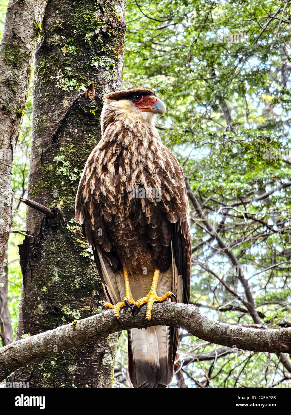 Caracara, Caracara plancus, Argentine bird. Bird of the falcon family ...