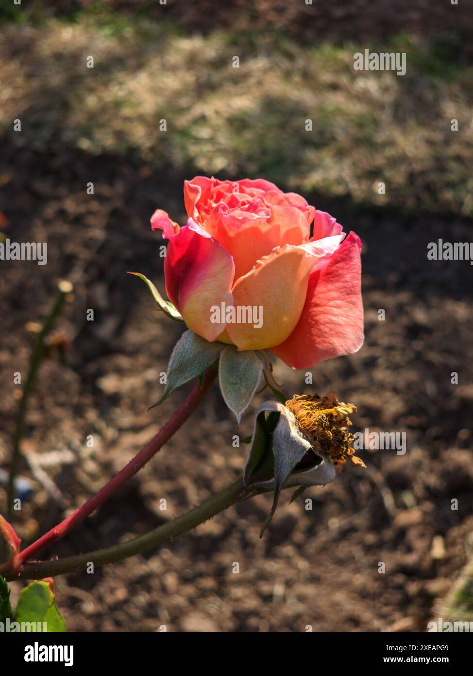 Fading red yellow rose in natural growth environment. Garden genus with ...