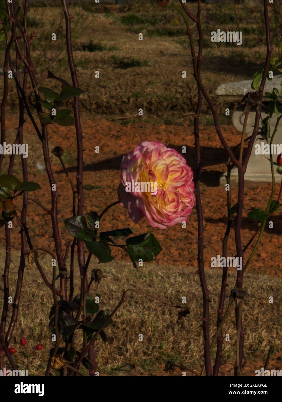 Fading red yellow rose in natural growth environment. Garden rose with ...