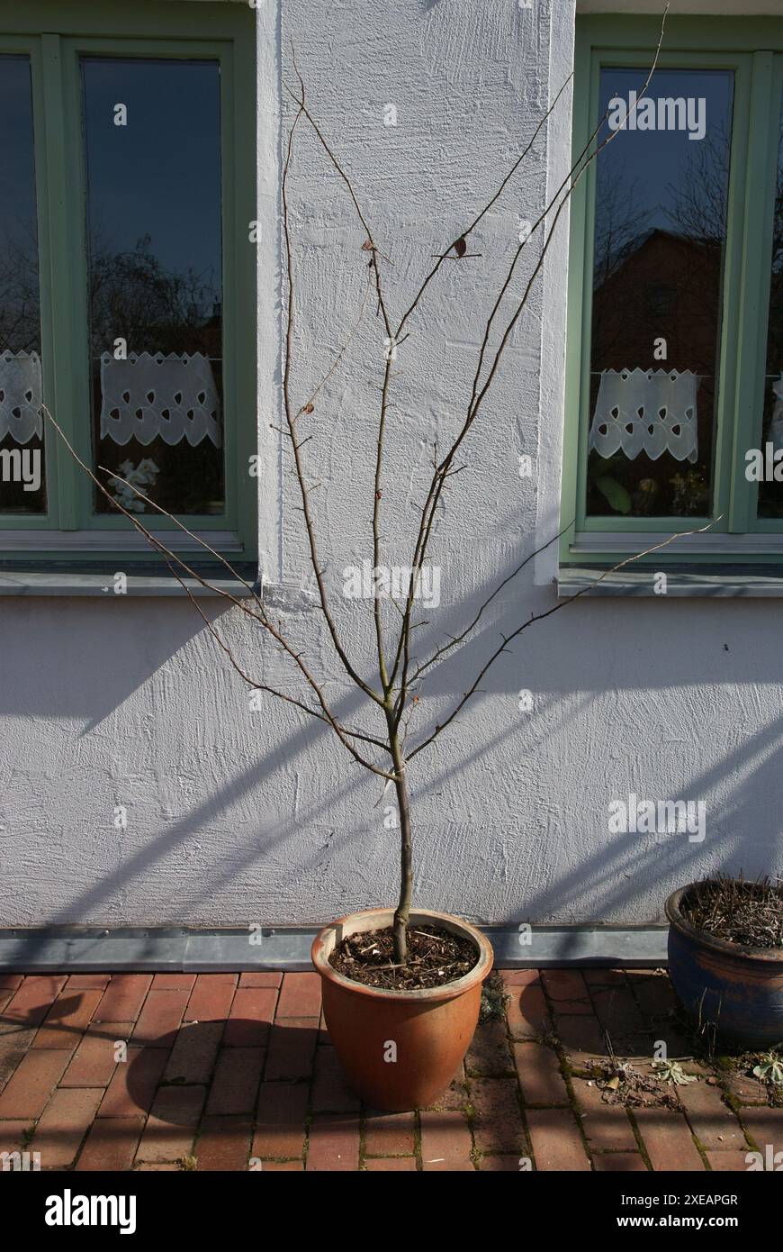 Malus domestica, Apfelbaum, appletree, Schnitt, pruning Stock Photo - Alamy