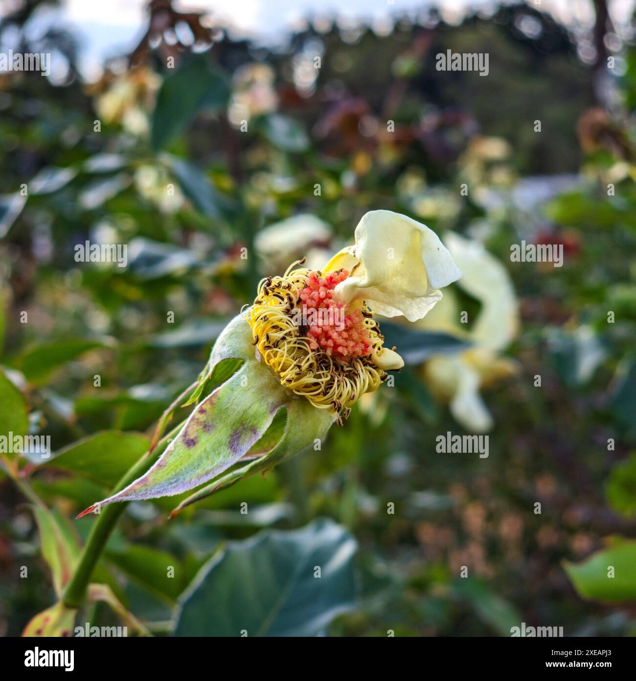 Fading yellow rose in natural growth. Garden rose with falling ...