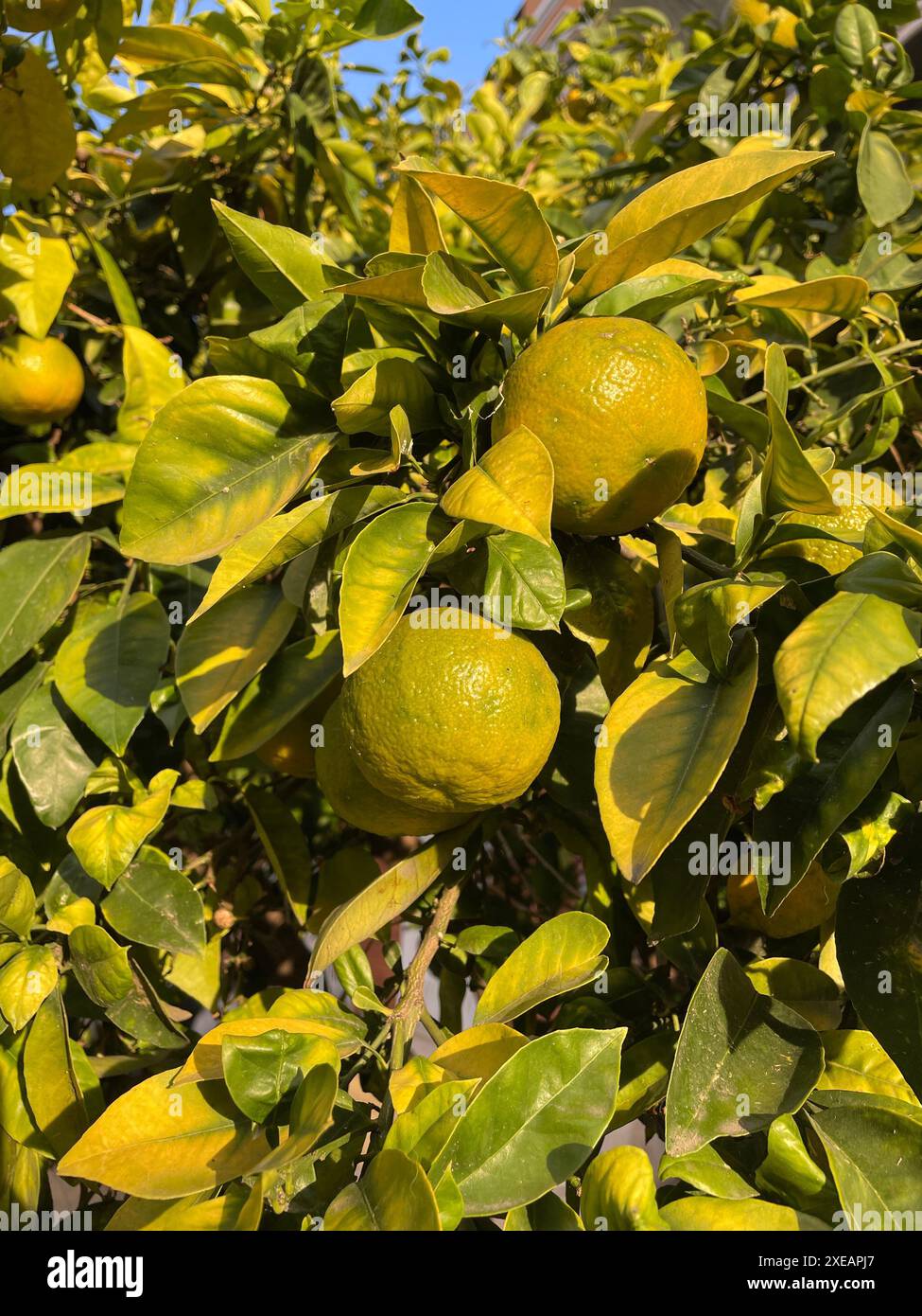 Fruits of mandarin fruit on mandarin tree in green leaves. Naturalistic ...