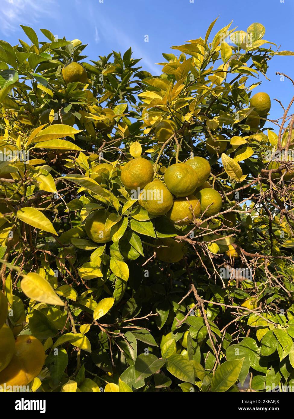 Fruits of mandarin fruit on mandarin tree in green leaves. Naturalistic ...