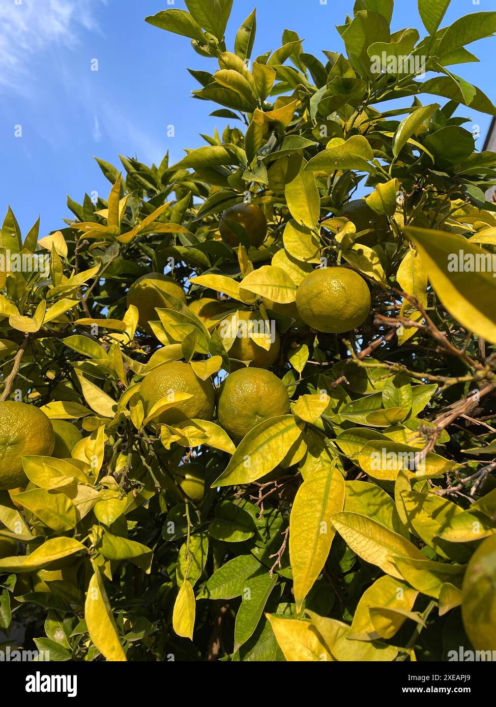Fruits of mandarin fruit on mandarin tree in green leaves. Naturalistic ...