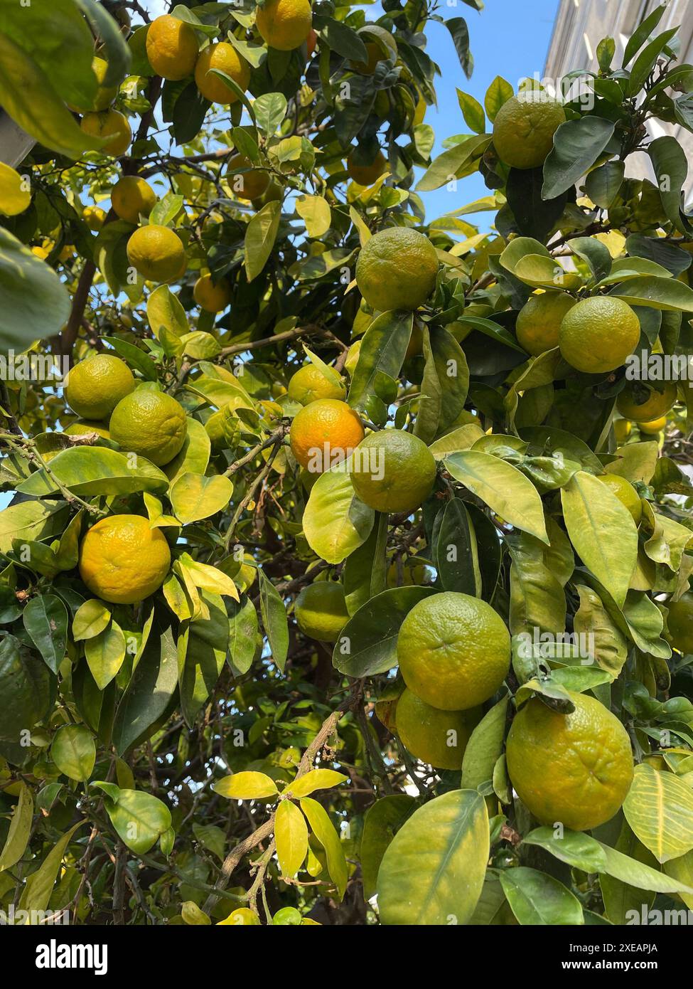 Fruits of mandarin fruit on mandarin tree in green leaves. Naturalistic ...