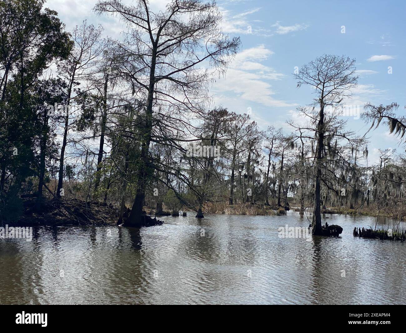 Photo of bayou, wetlands hardwood forest, swamp, and marsh habitats in ...