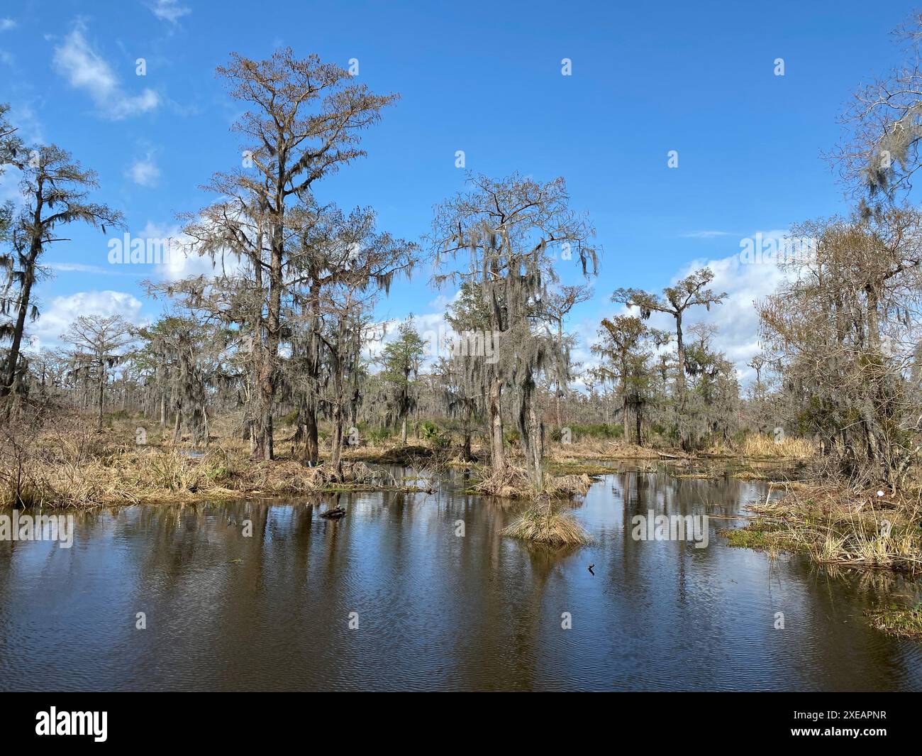 Photo of old man's beard, beard lichen, or beard moss in the bayou or ...