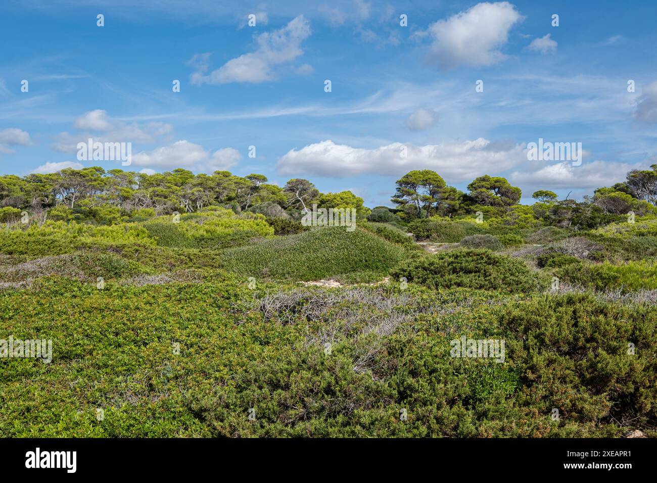 Mediterranean forest and scrub Stock Photo - Alamy