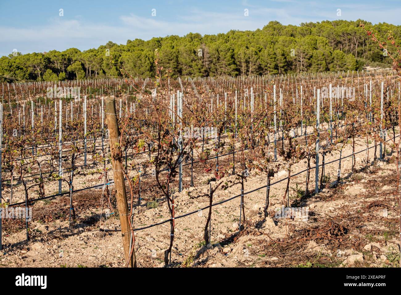 Vine field hi-res stock photography and images - Alamy