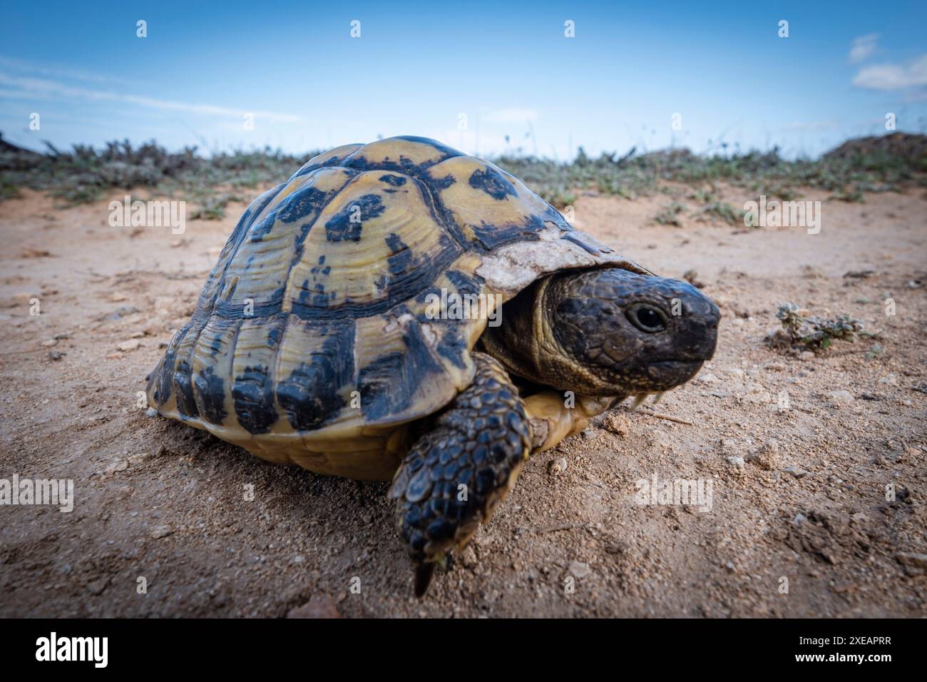 Moorish turtle in Son Real dunes Stock Photo - Alamy