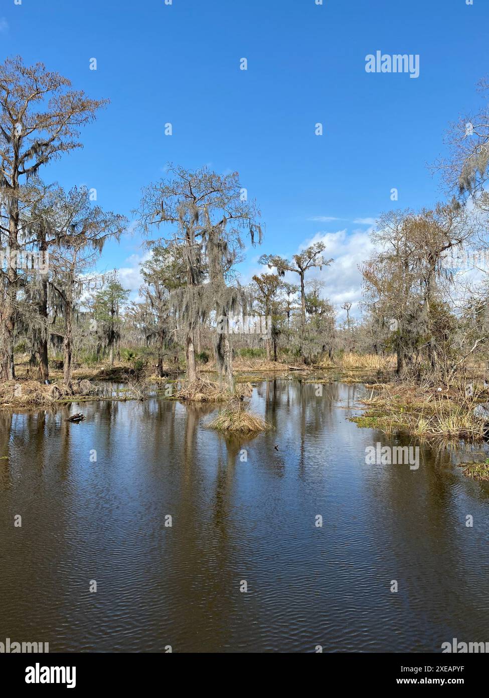 Photo of hardwood forest, swamp, and marsh habitats in Barataria ...
