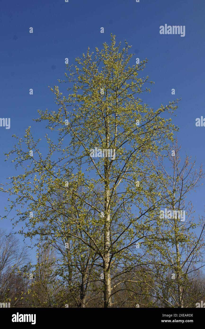 Korean poplar populus koreana hi-res stock photography and images - Alamy