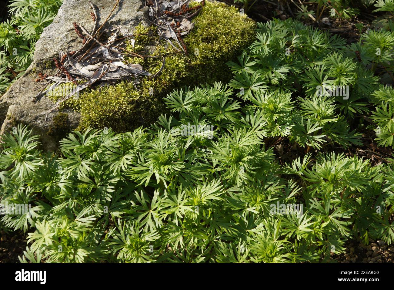 Plants aconitum hi-res stock photography and images - Alamy
