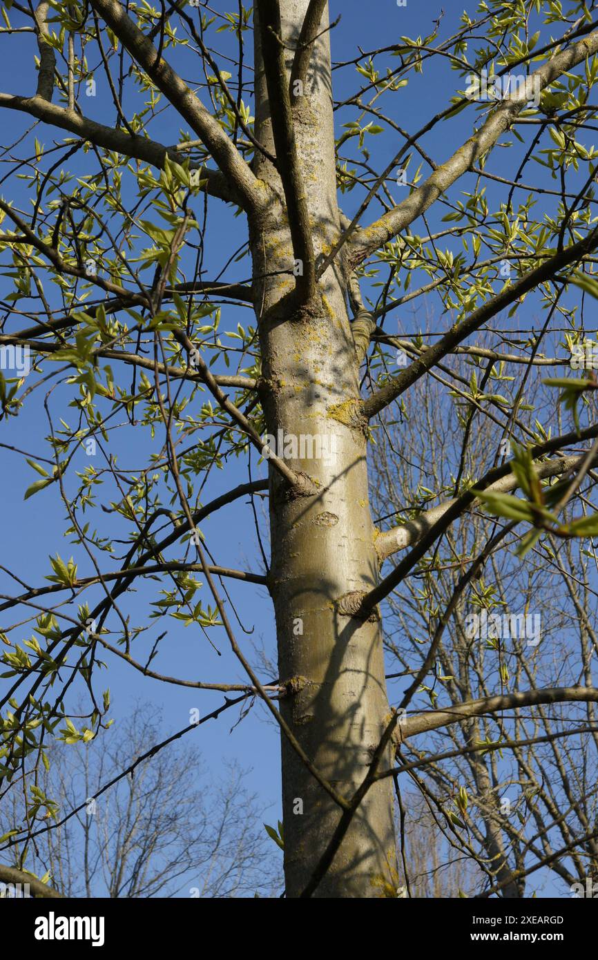 Korean poplar populus koreana hi-res stock photography and images - Alamy