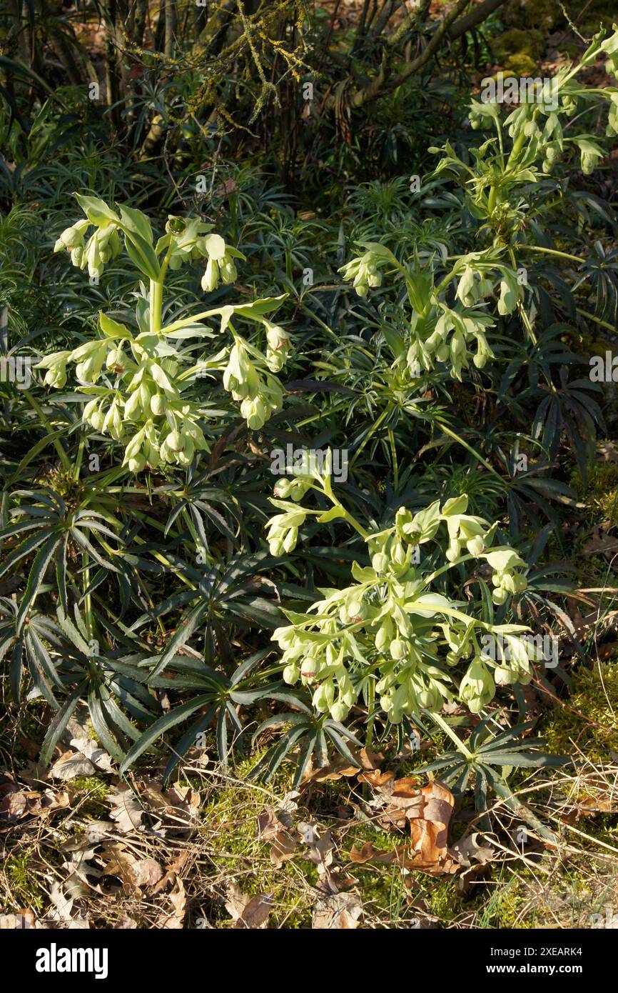Helleborus foetidus, stinking hellebore Stock Photo - Alamy