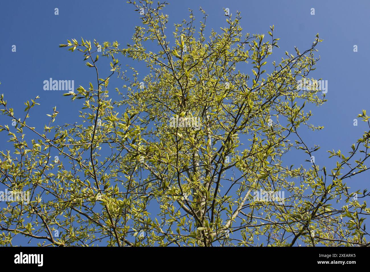 Korean poplar populus koreana hi-res stock photography and images - Alamy