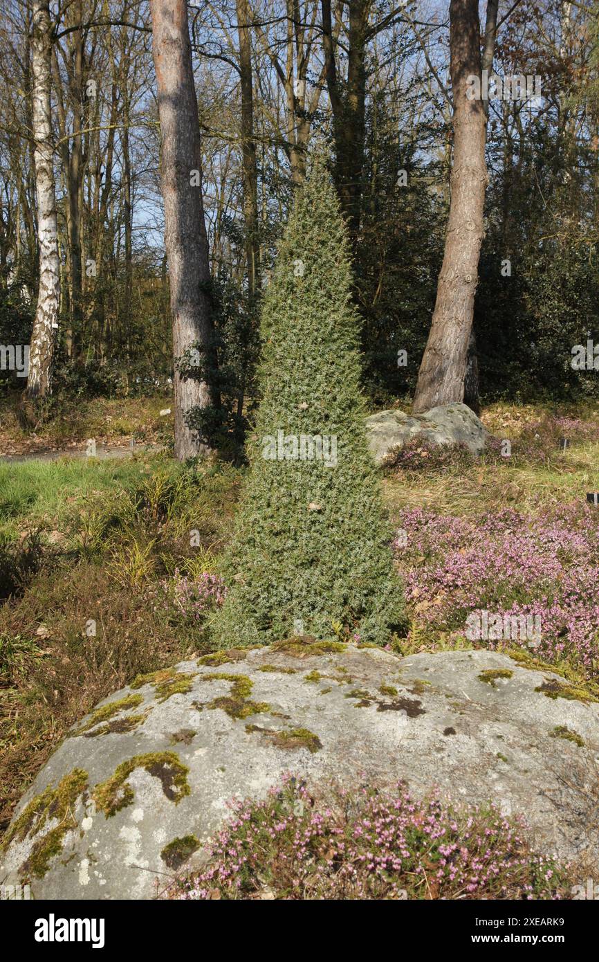 Juniperus communis, common juniper Stock Photo - Alamy