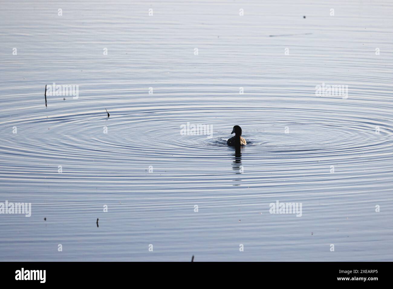 Person making ripples in water hi-res stock photography and images - Alamy