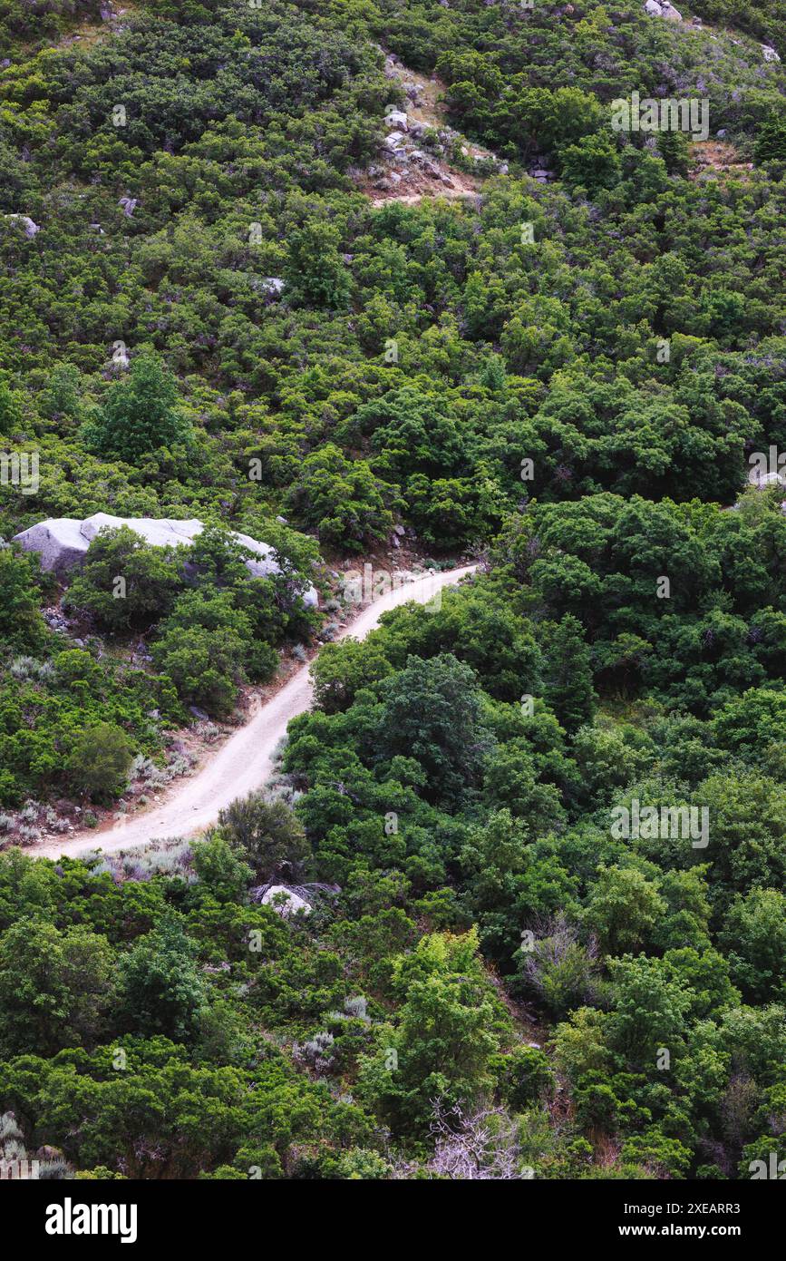 Aerial photo showcasing a tranquil forest path meandering through dense ...