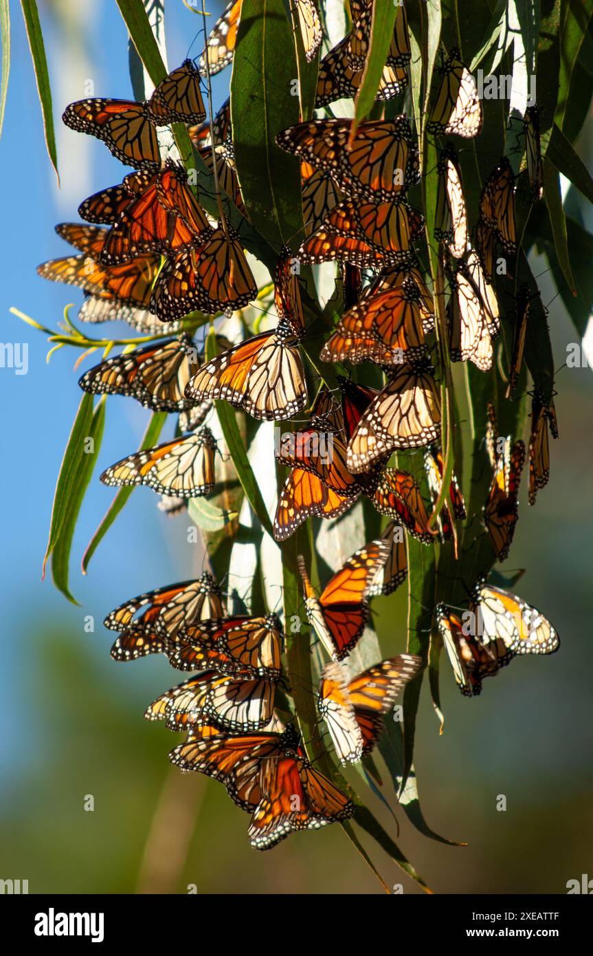 Arriving in October, monarch butterflies cluster together on pine ...