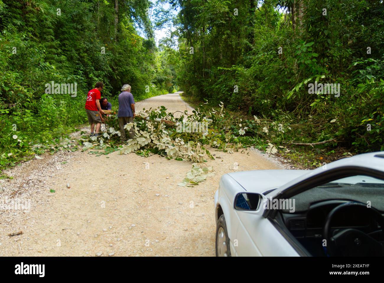 Rainforest maintenance hi-res stock photography and images - Alamy