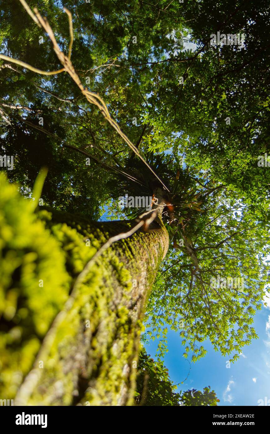 Forest canopy detail hi-res stock photography and images - Alamy