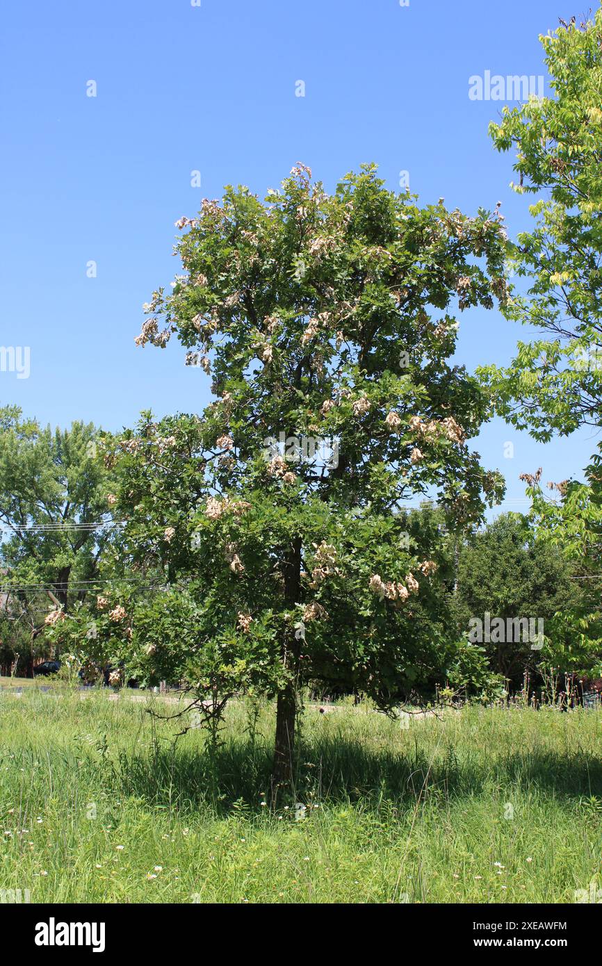 Red oak tree in a meadow with 17-year cicada branch damage at Iroquois ...