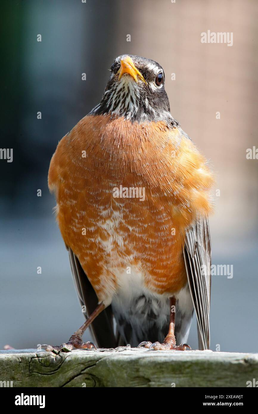 Canadian robins hi-res stock photography and images - Alamy