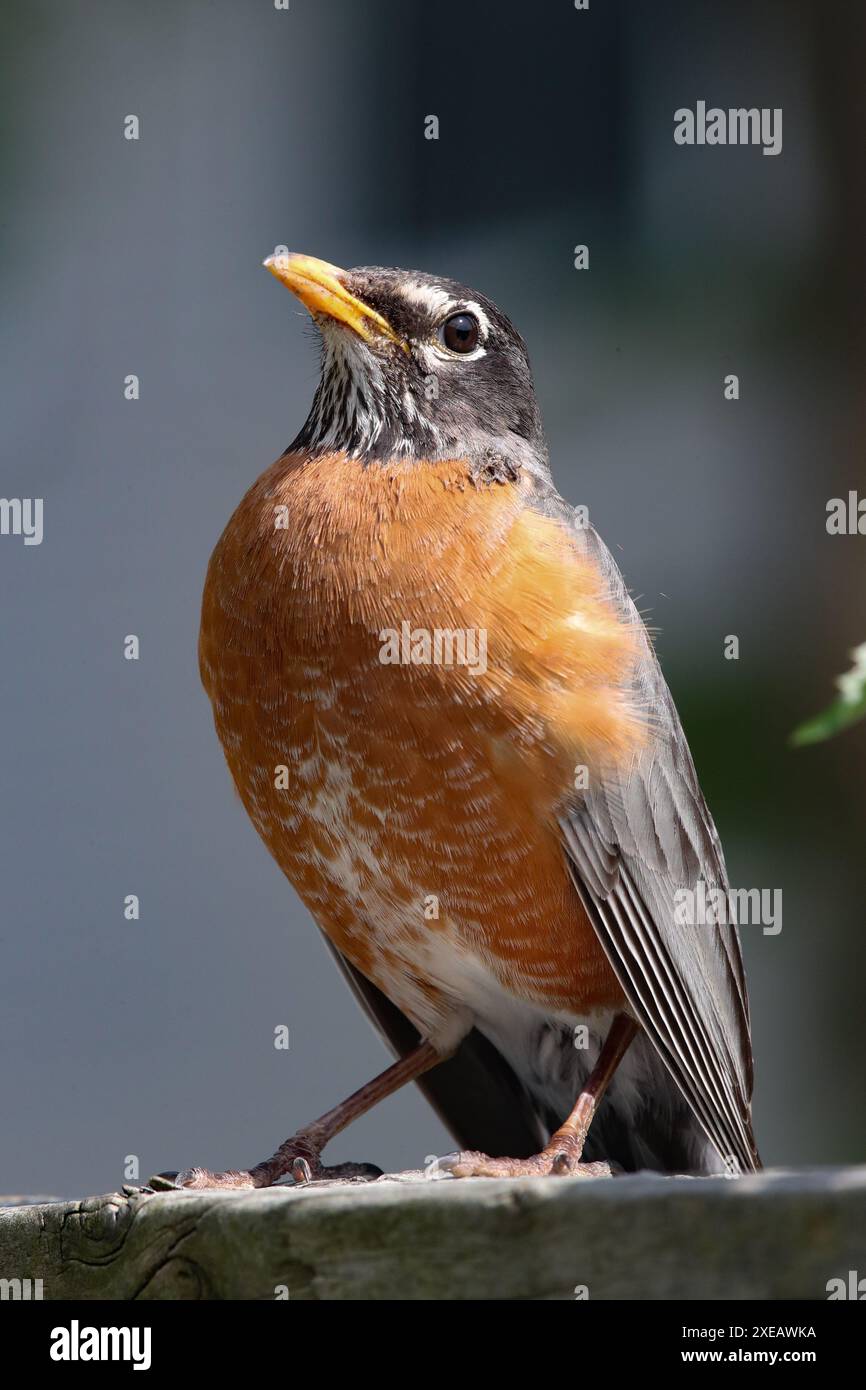 London, Canada. 16th May, 2024. American Robin sits on the top of a ...