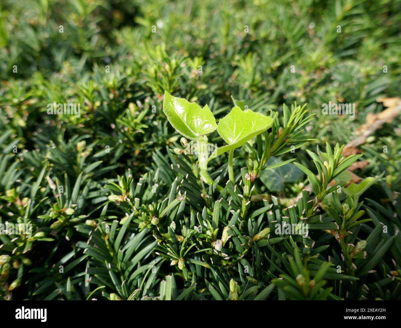 Young plant growing out of older hedge bush plant Stock Photo - Alamy
