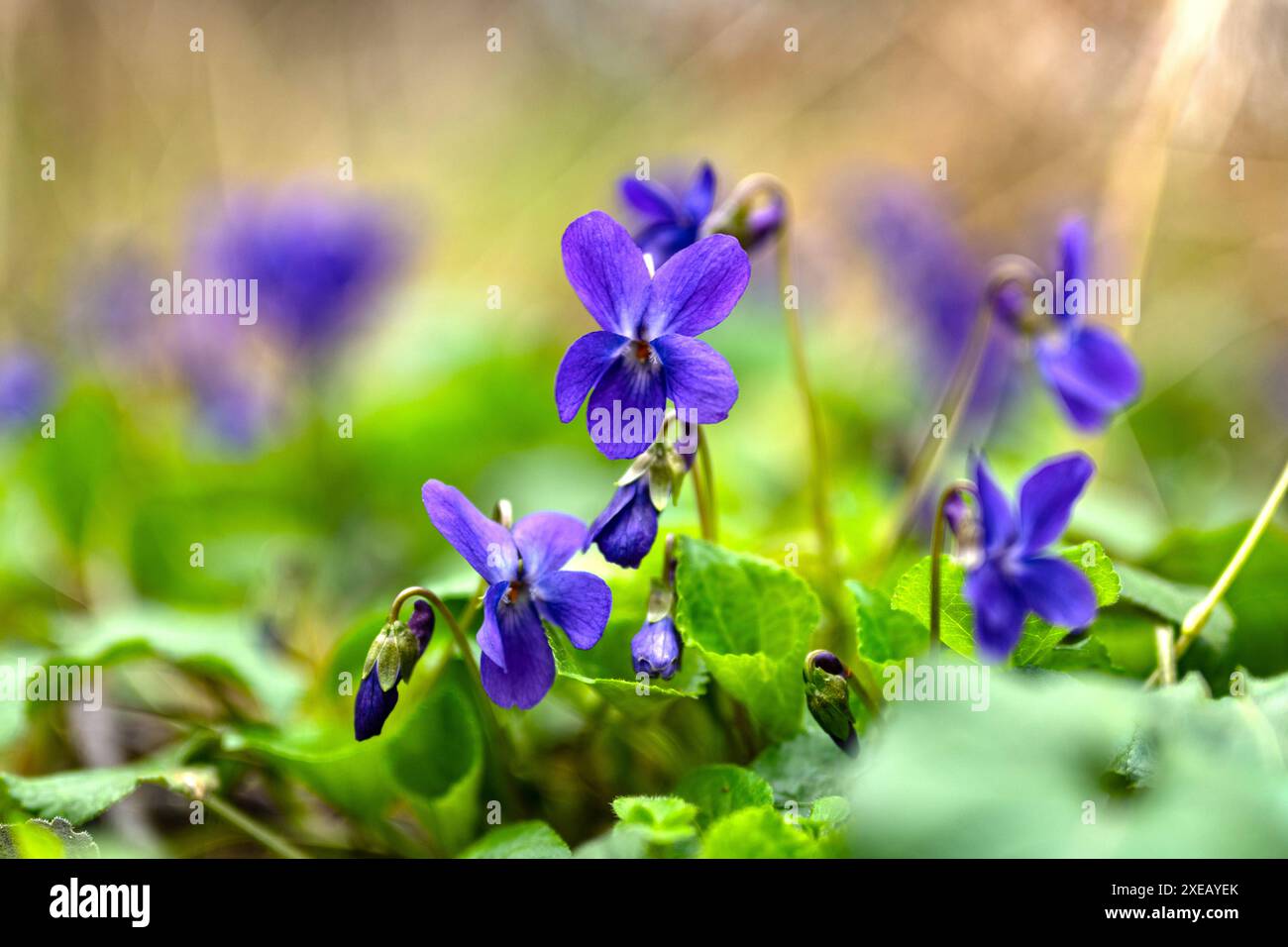 Wood violet sweet english hi-res stock photography and images - Alamy