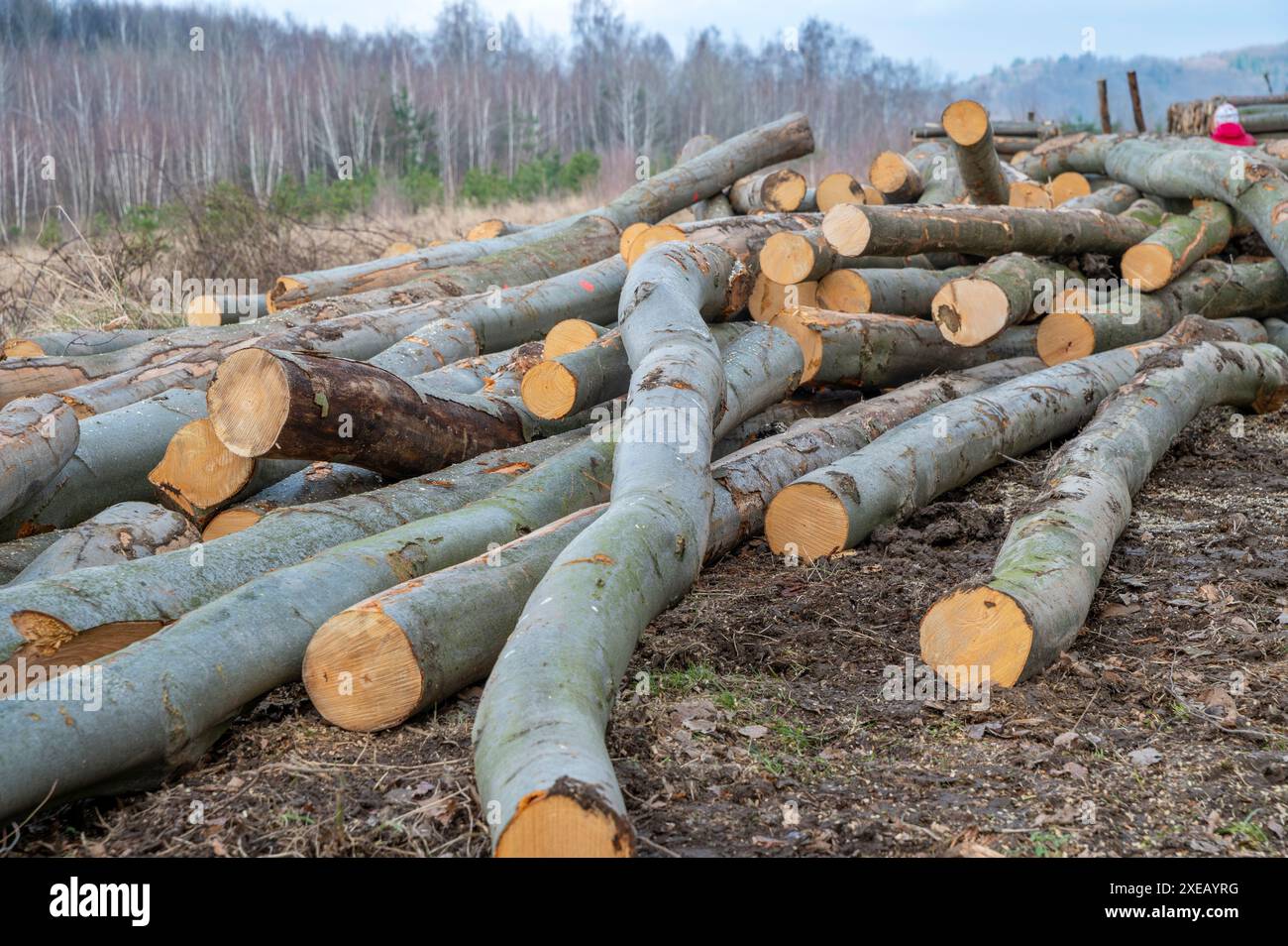 A woodpile of chopped lumber in the forest. A big pile of cut down ...