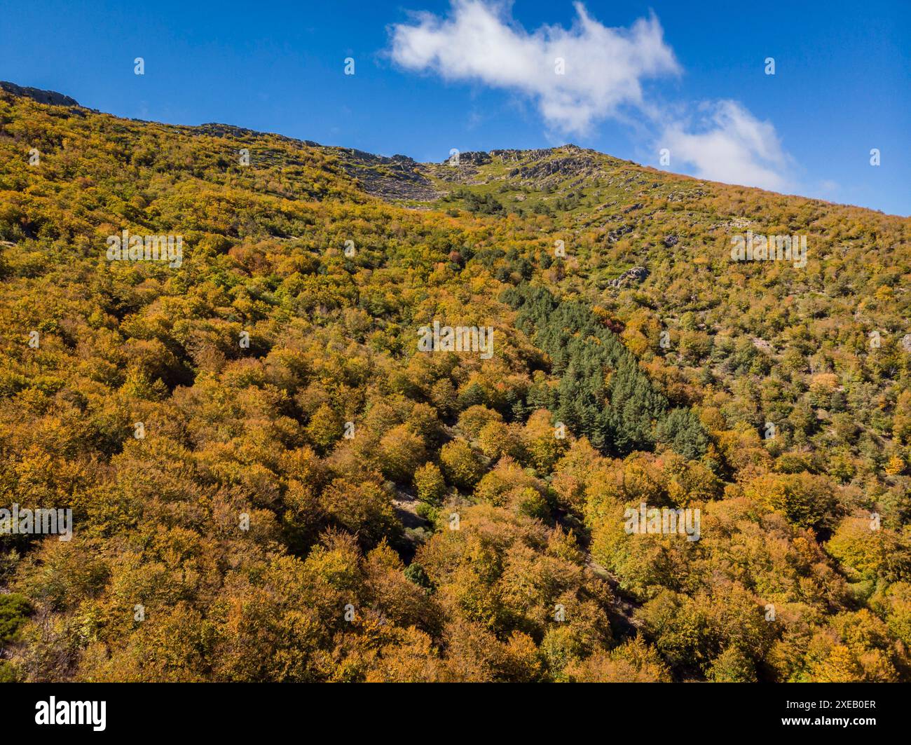 Tejera negra beech forest hi-res stock photography and images - Alamy