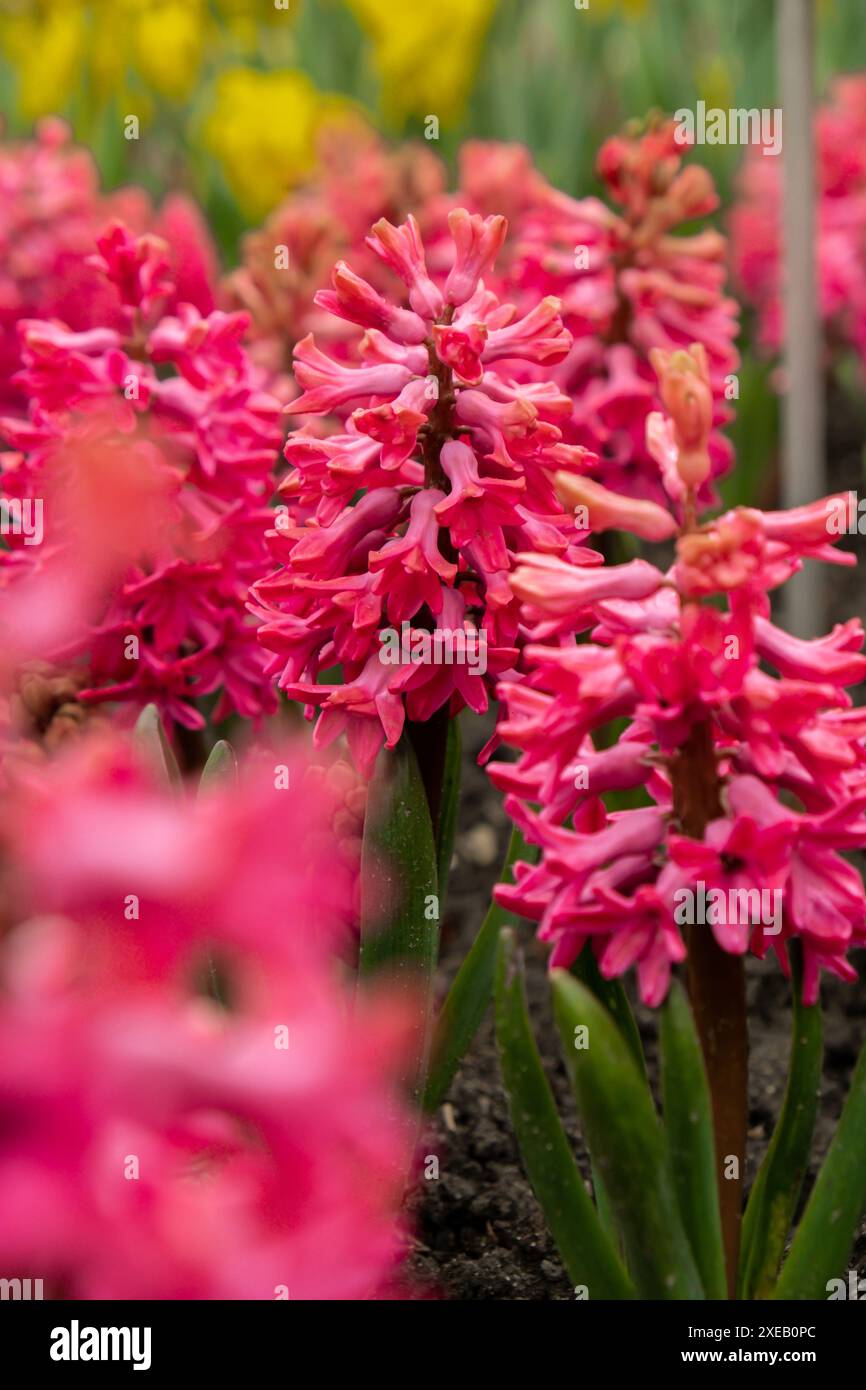 First spring flowers Large flower bed with multi-colored hyacinths ...