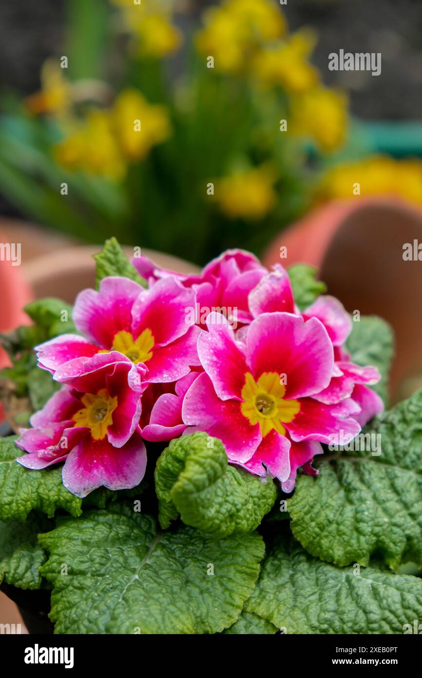 Spring flower plants in pots hanging on tree in springtime garden ...