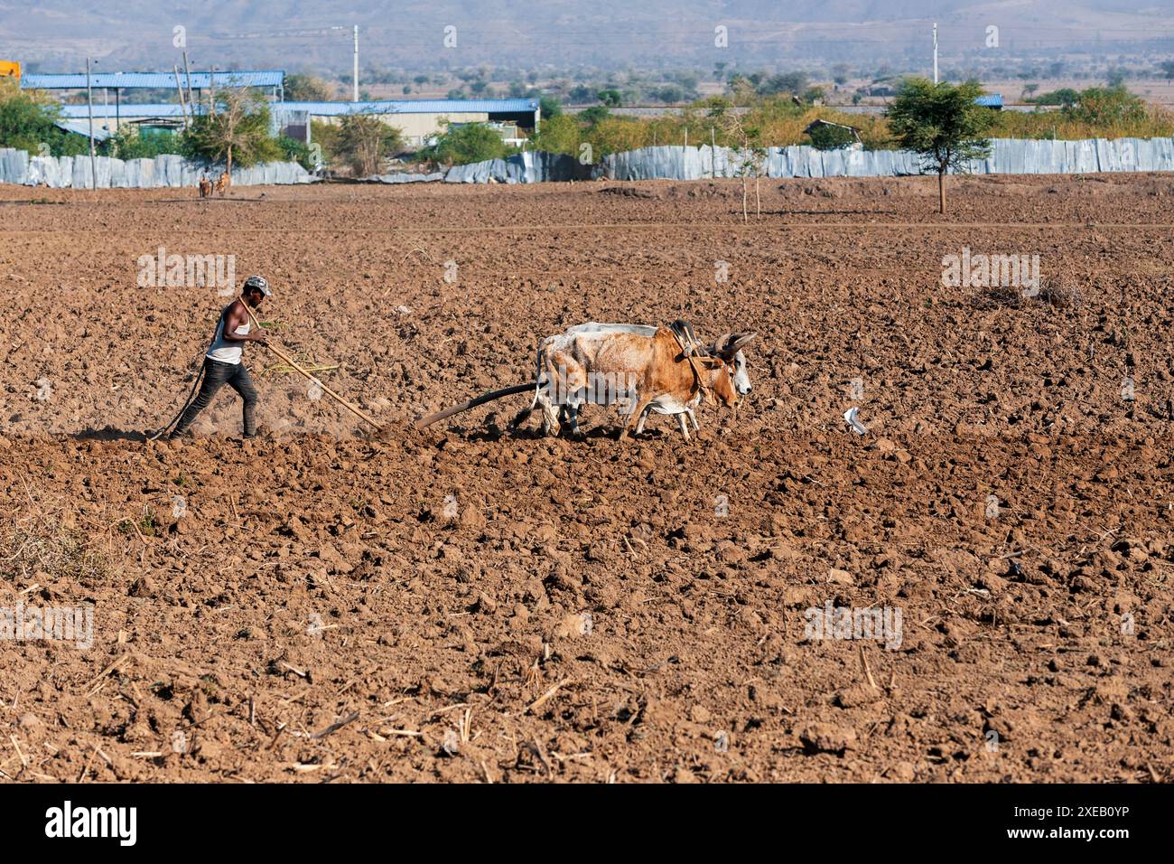 Ethiopian farmer with traditional wooden plough pulled by cattle ...