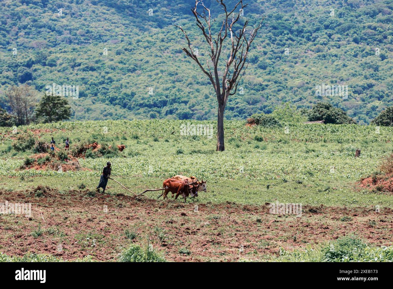Ethiopian farmer with traditional wooden plough pulled by cattle ...