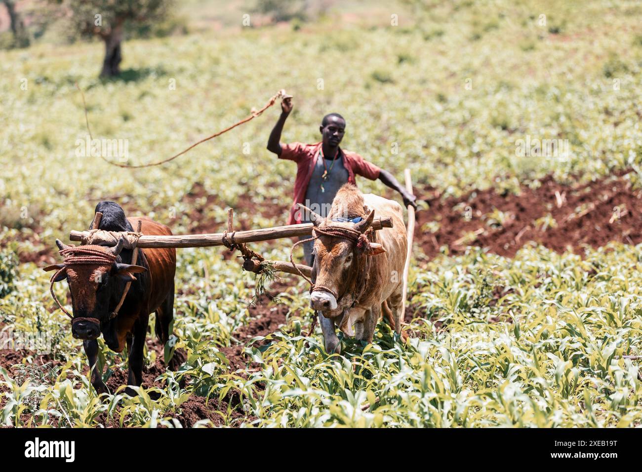 Ethiopian farmer with traditional wooden plough pulled by cattle ...