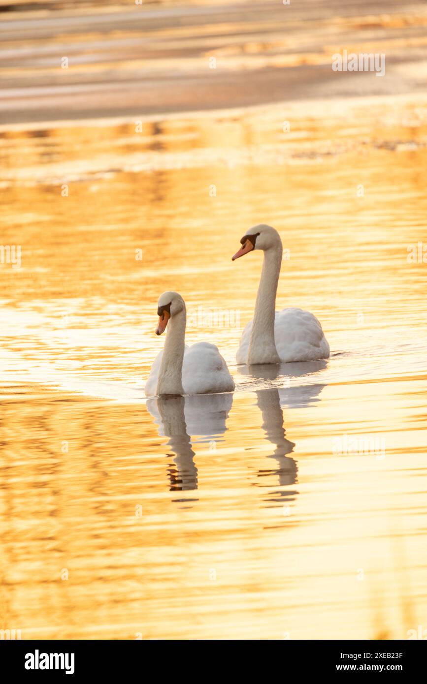 Waters with swans and birds hi-res stock photography and images - Alamy