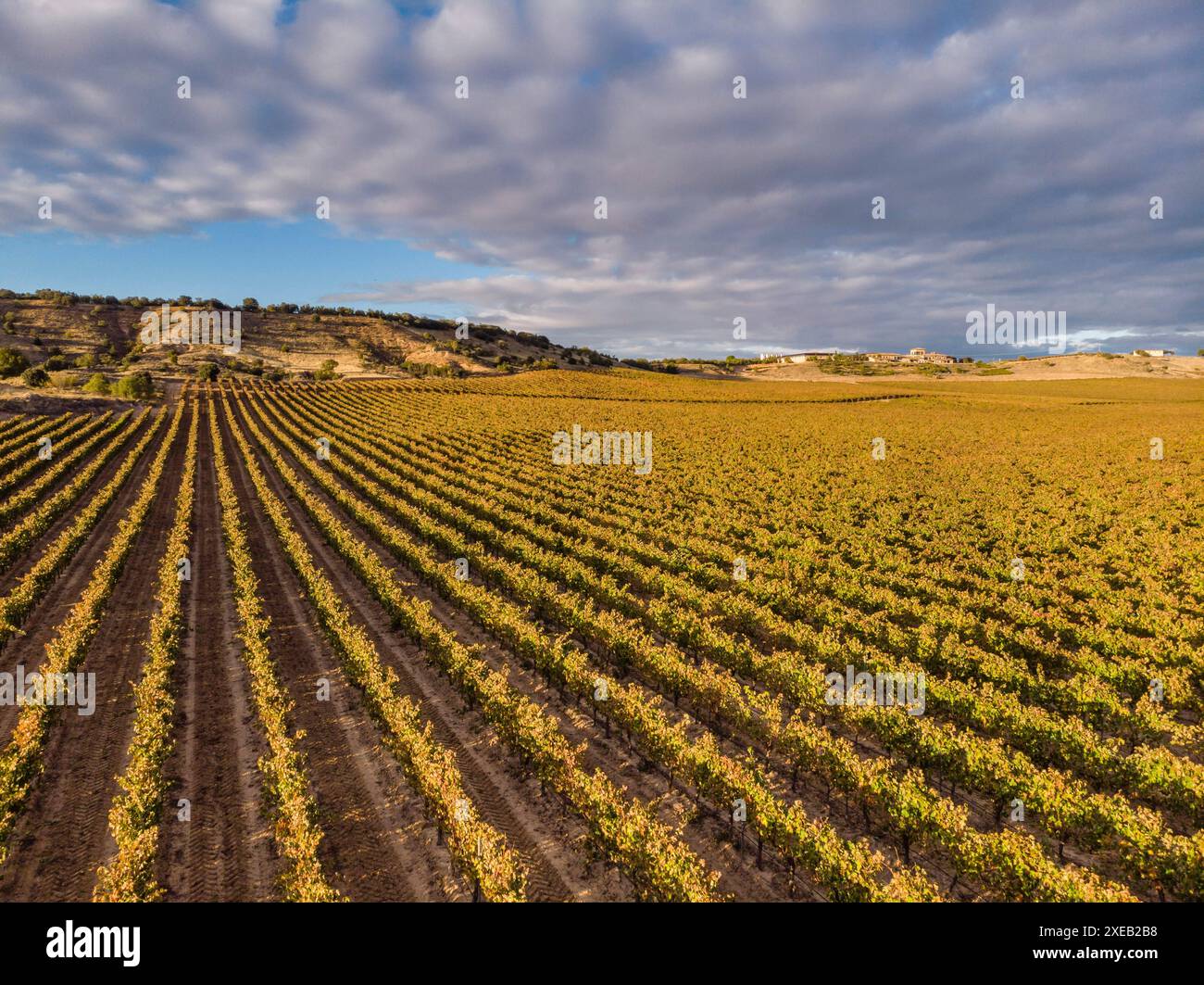 Vines field hi-res stock photography and images - Alamy