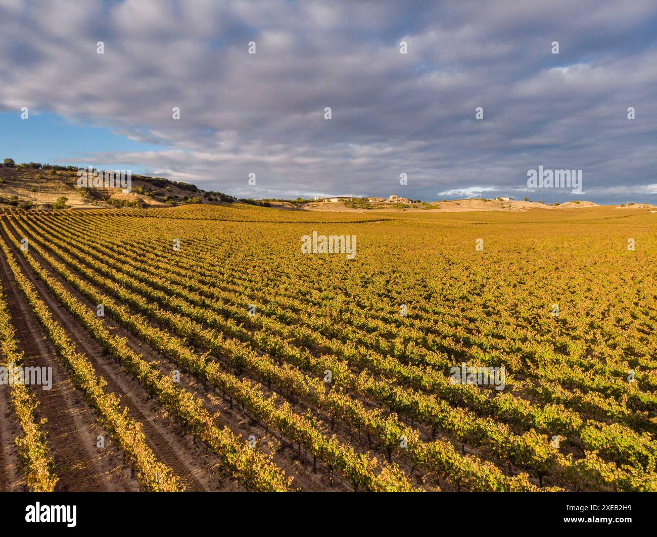 Vines field hi-res stock photography and images - Alamy