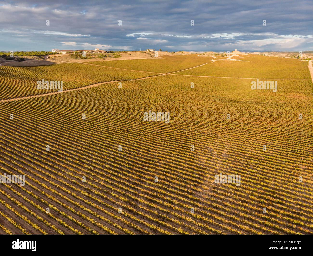 Vines at twilight hi-res stock photography and images - Alamy