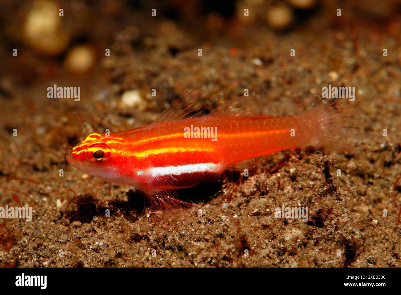 Neon pygmygoby, Eviota pellucida. Also known as Neon Dwarfgoby, Neon ...