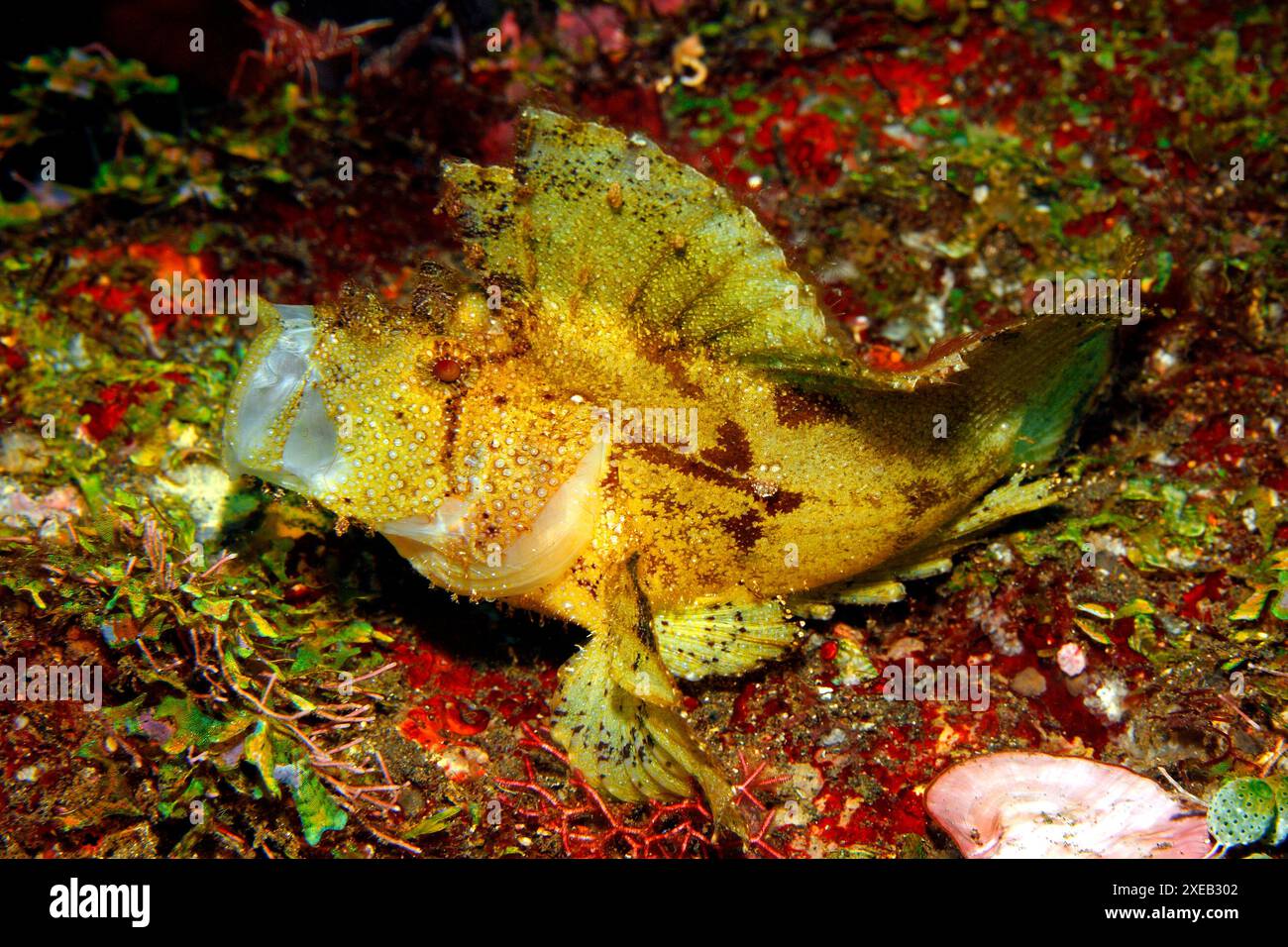 Leaf Scorpionfish, Taenianotus triacanthus, yellow and brown variation ...