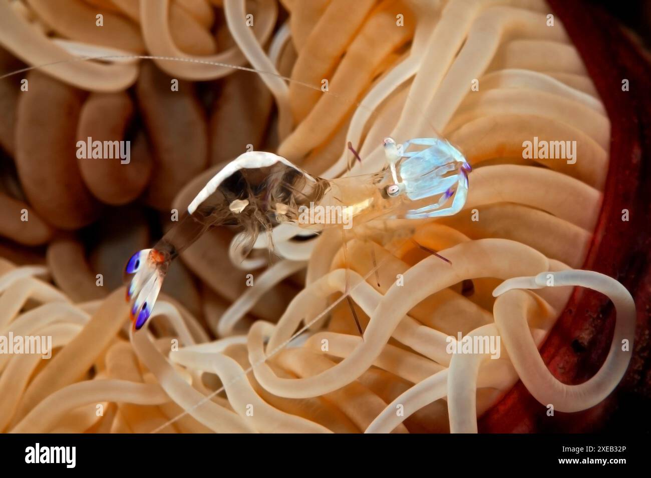 Magnificent Anemone Shrimp, Ancylomenes magnificus. Previously ...